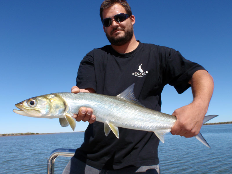 Elops machnata - Alchetron, The Free Social Encyclopedia