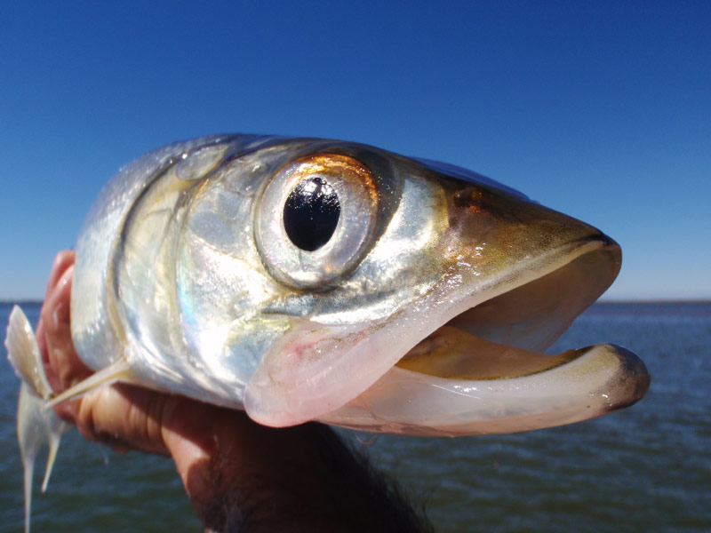 Skipjack flies! - South African Fresh & Saltwater Fly Fishing Community